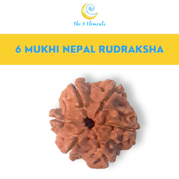 Genuine Nepal 6 Mukhi ( 6 Faces/ 6Mugam) Rudraksha Bead - The 5 Elements